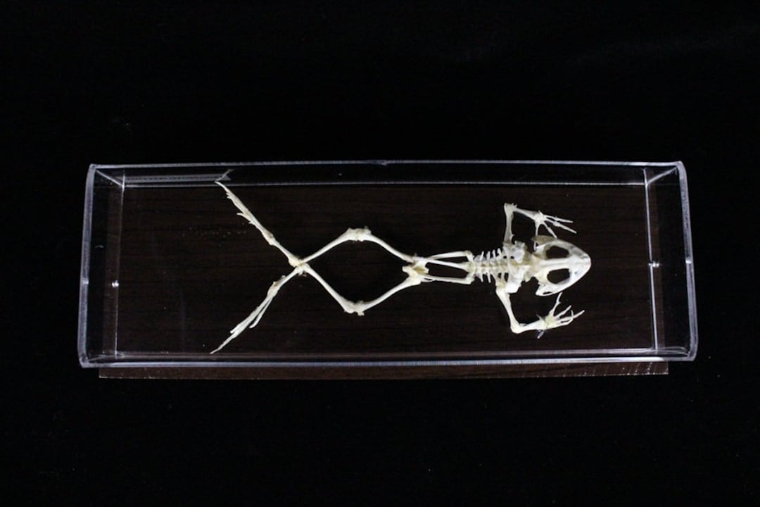 Real Frog Skeleton Frog Bone With Base - Etsy