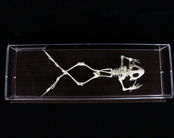 Toad Skeleton Real. duttaphrynus Melanosticus - Etsy UK