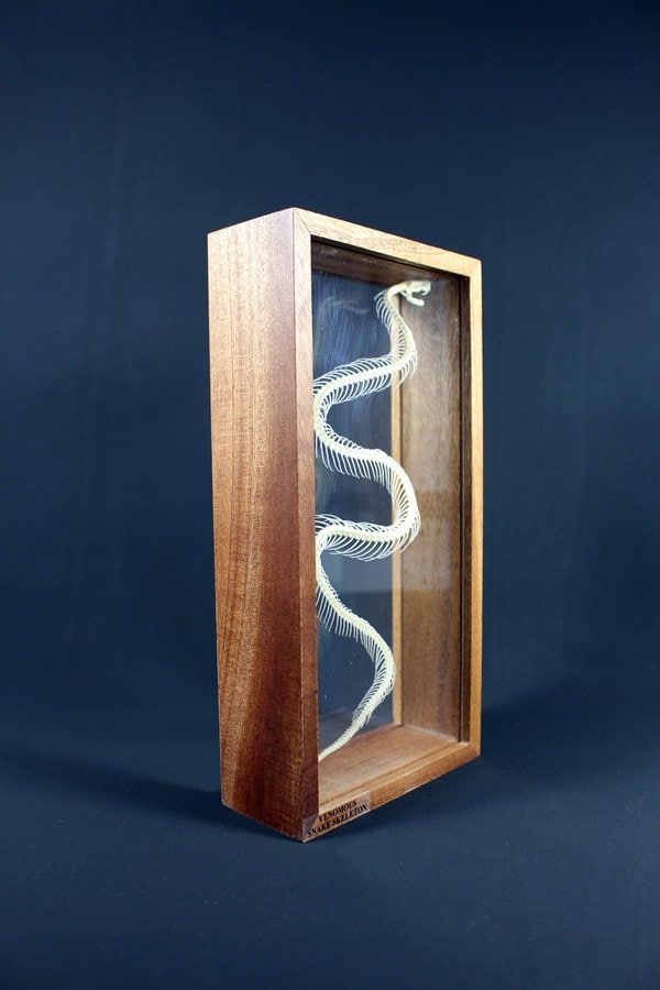Real Snake Skeleton Snake Bone Mounted With New Base - Etsy