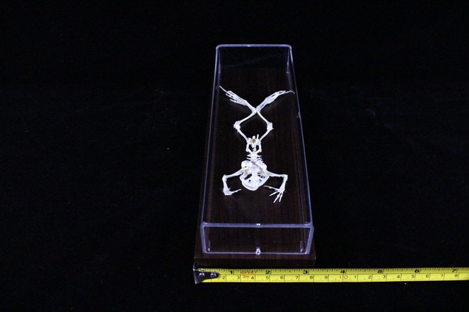 Real Frog Skeleton Frog Bone With Base - Etsy