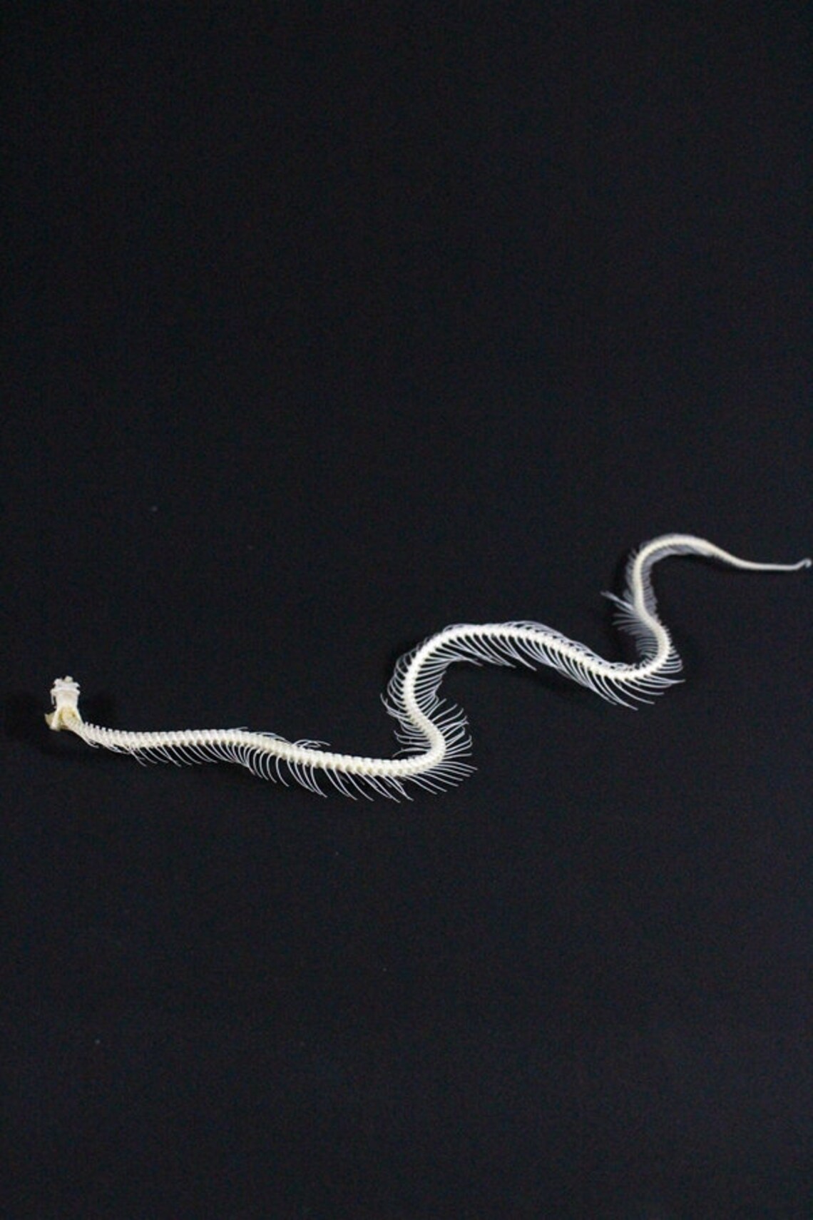 Real Snake Skeleton Snake Bone Without Case and Base- Simple Packaging ...