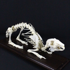 Real Rabbit Skeleton Rabbit Bone Without Case and Base - Etsy