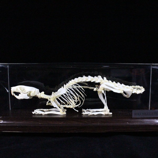 Rat Skeleton - Etsy