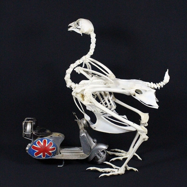 Chicken Skeleton - Etsy