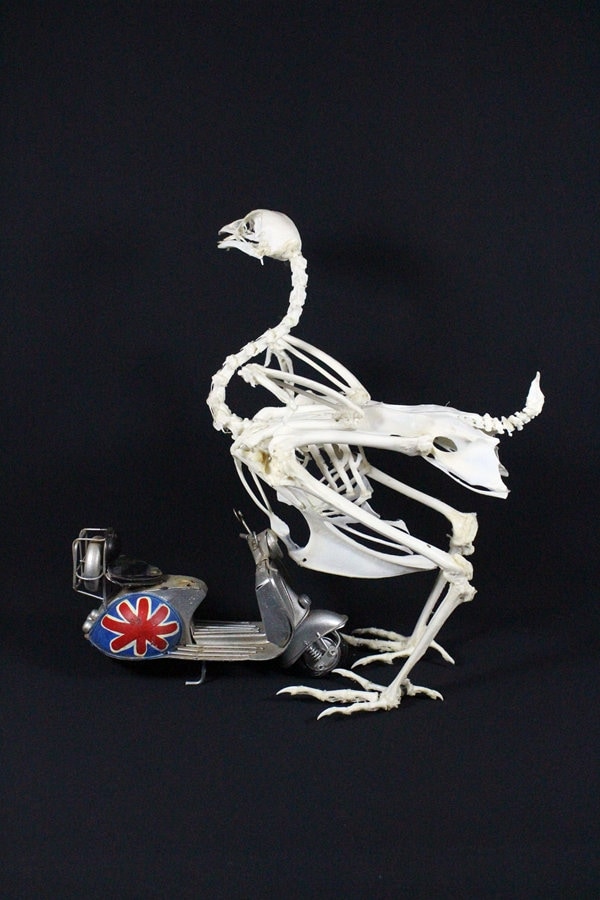 Rooster Skeleton