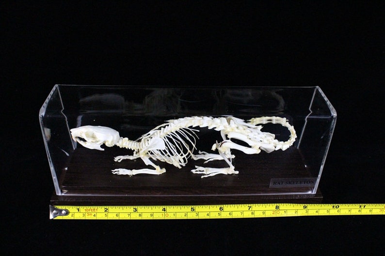 Real Rat Skeleton Mouse Bone With Base - Etsy
