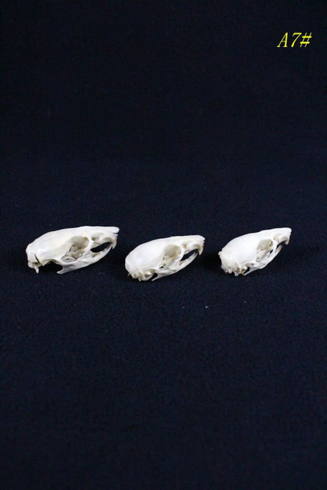 Skull Set, Skull Comparison, Teaching Specimen, Real Rat Skull(three ...