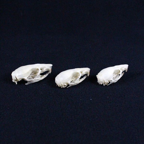 Rat Skulls - Etsy