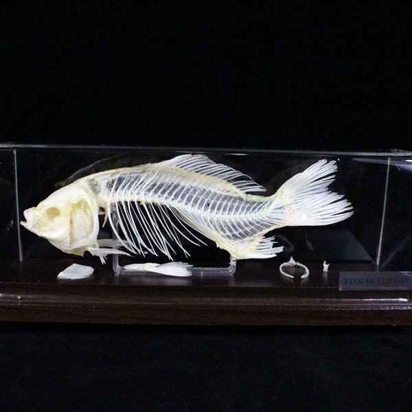 Fish Skeleton - Etsy