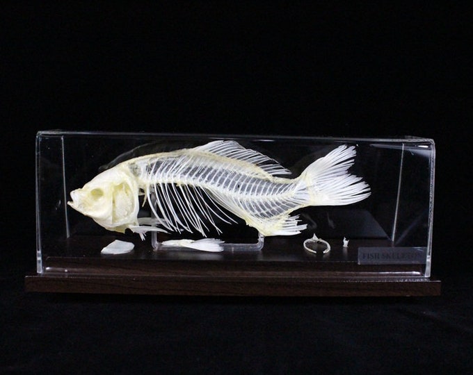Snakehead Fish Skeleton,real Fish Head Skull,fish Skeleton,museum ...