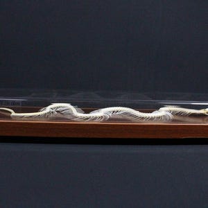 Real Snake Skeleton Snake Bone With Base - Etsy