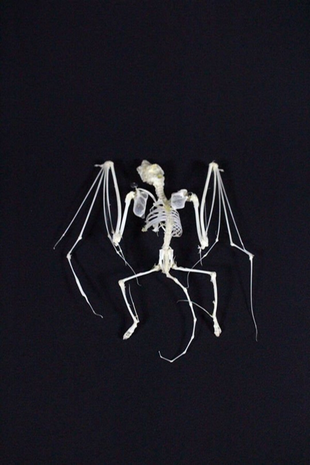 Real Bat Skeleton Bat Bone Without Case and Base Simple Packaging DIY ...