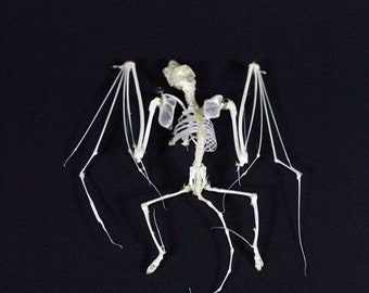 Real Bat Skeleton Bat Bone With Base - Etsy