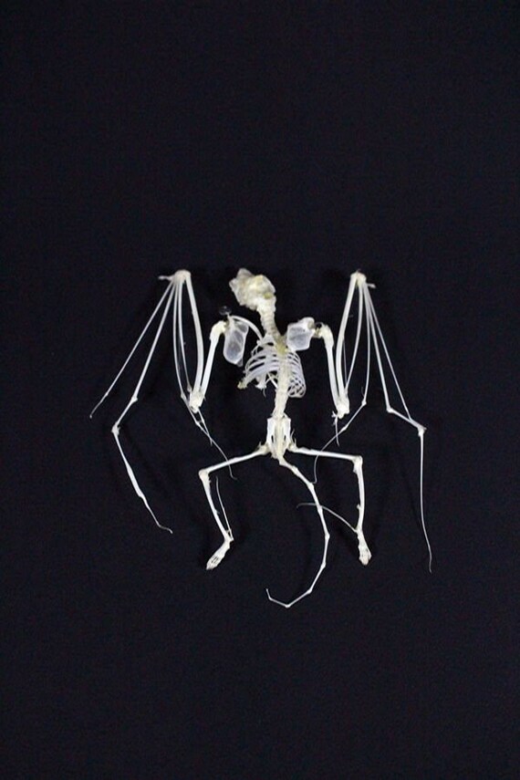 Real Bat Skeleton Bat Bone Without Case and Base Simple - Etsy UK