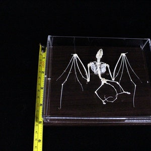 Real Bat Skeleton Bat Bone With Base - Etsy