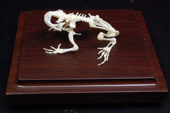 Real Toad Skeleton Toad Bone With Base - Etsy