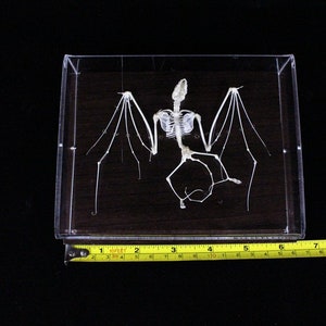 Real Bat Skeleton Bat Bone With Base - Etsy
