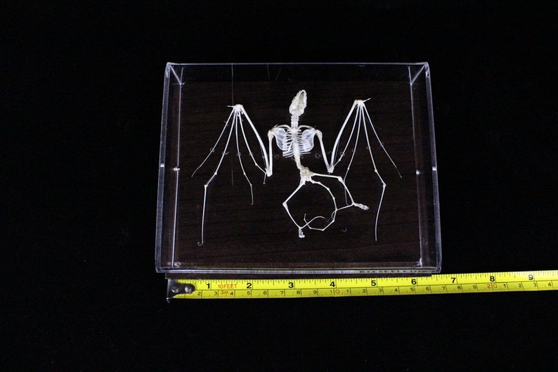 Real Bat Skeleton Bat Bone With Base - Etsy