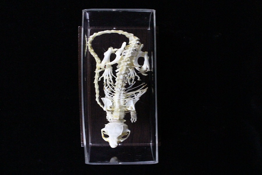 Real Rat Skeleton Mouse Bone With Base - Etsy
