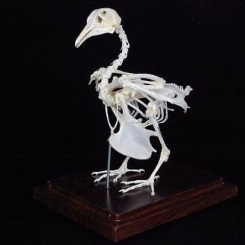 Real Pigeon Skeleton Pigeon Bone With Base - Etsy