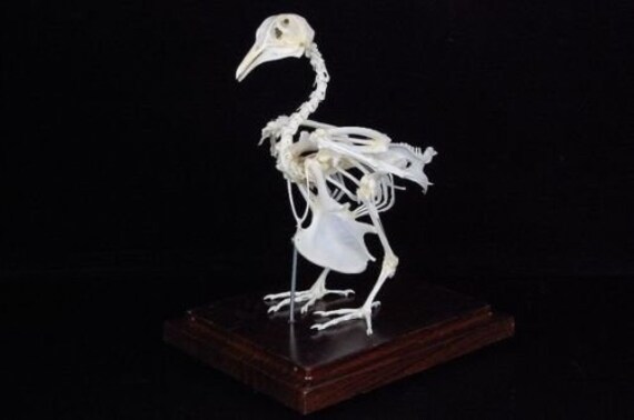 Real Pigeon Skeleton Pigeon Bone With Base - Etsy