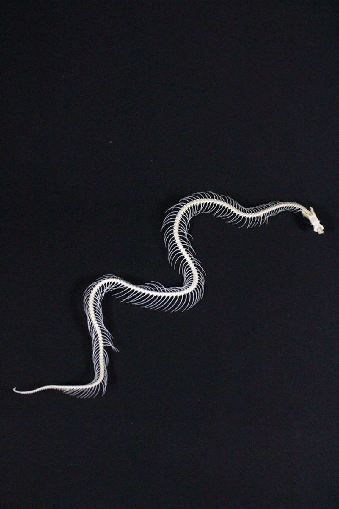 Real Snake Skeleton Snake Bone Without Case and Base Simple - Etsy