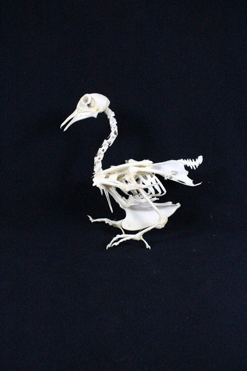 Real Pigeon Skeleton Pigeon Bone Without Case and Base - Etsy