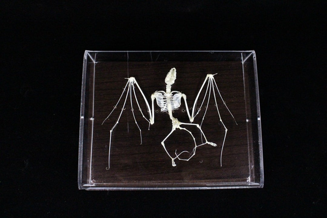 Real Bat Skeleton Bat Bone With Base - Etsy