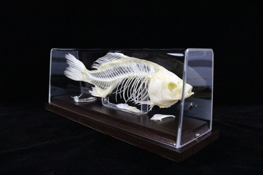 Real Fish Skeleton Fish Bone With Base - Etsy