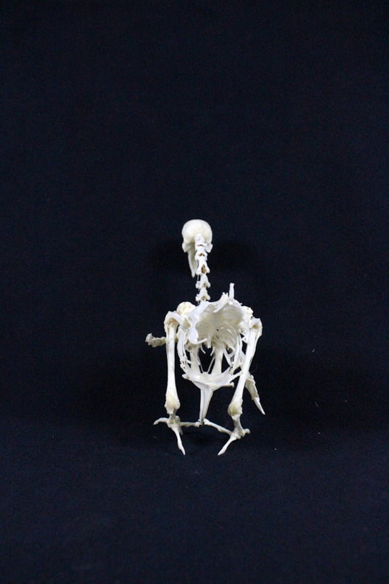 Real Pigeon Skeleton Pigeon Bone Without Case and Base - Etsy