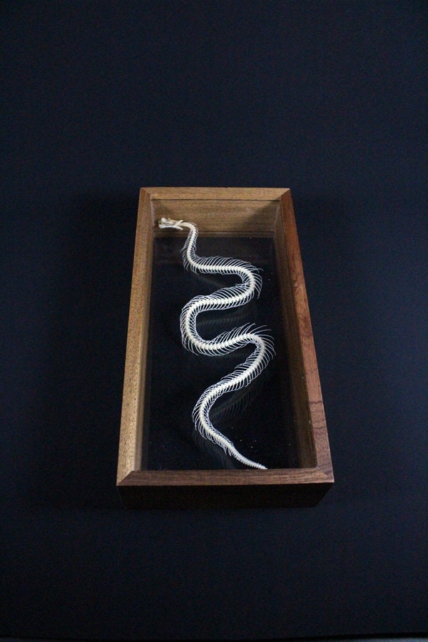 Real Snake Skeleton Snake Bone Mounted With New Base - Etsy