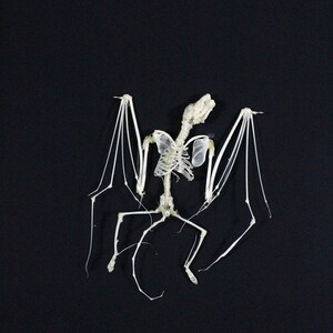 Real Bat Skeleton Bat Bone Without Case and Base Simple Packaging DIY ...