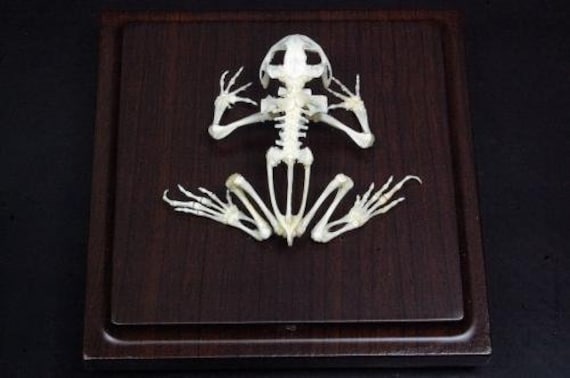 Toad Skeleton