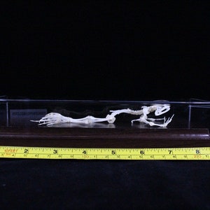 Real Frog Skeleton Frog Bone With Base - Etsy