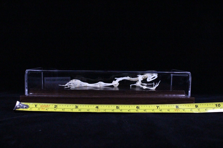 Real Frog Skeleton Frog Bone With Base - Etsy