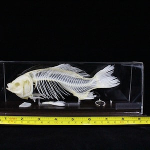 Real Fish Skeleton Fish Bone With Base - Etsy
