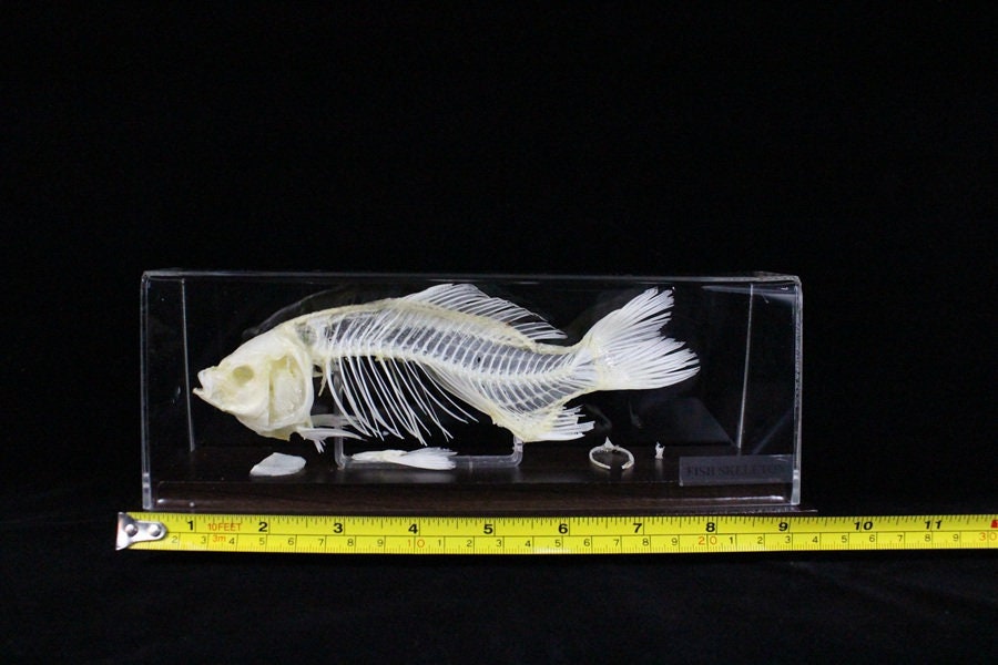 Real Fish Skeleton Fish Bone With Base - Etsy