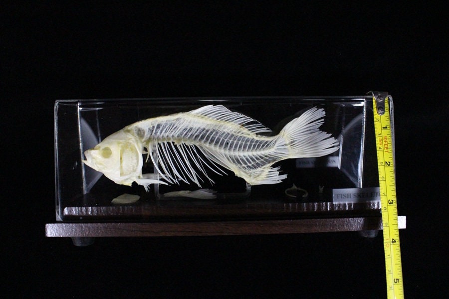 Real Fish Skeleton Fish Bone With Base - Etsy