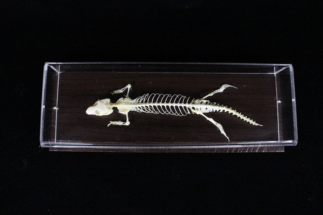 Real Lizard Skeleton Lizard Bone With Base - Etsy