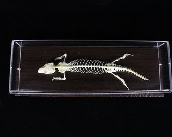 Real Fish Skeleton Fish Bone With Base | Etsy