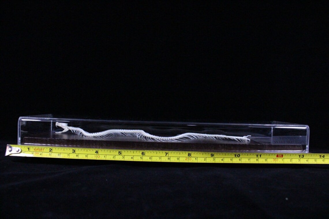 Real Snake Skeleton Snake Bone With Base - Etsy