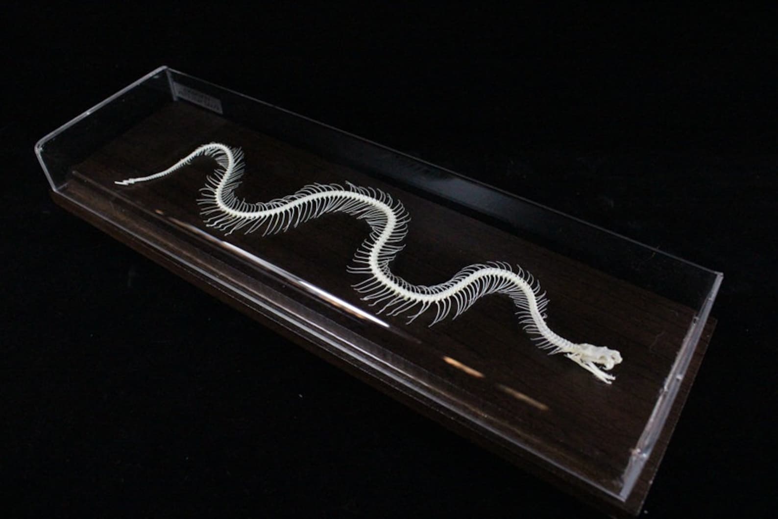 Real Snake Skeleton Snake Bone With Base - Etsy