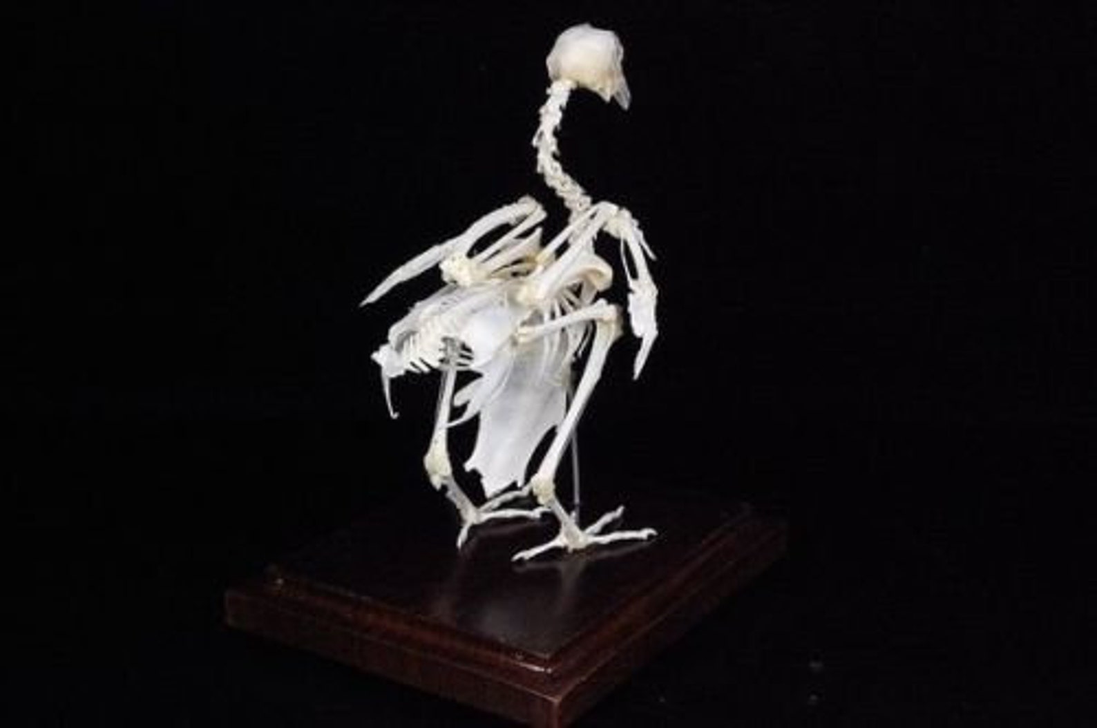 Real Pigeon Skeleton Pigeon Bone With Base - Etsy Canada