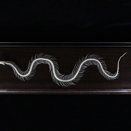 Real Snake Skeleton Snake Bone With Base - Etsy