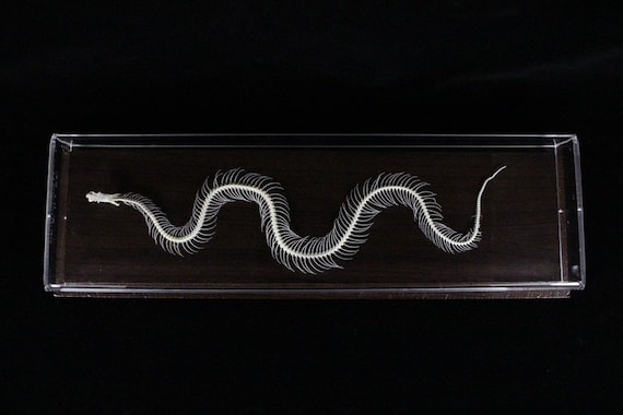 Real Snake Skeleton Snake Bone With Base - Etsy