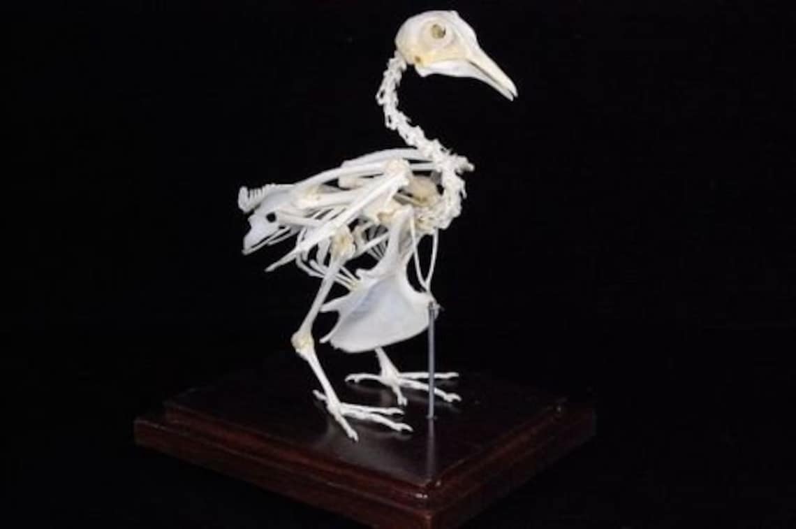 Real Pigeon Skeleton Pigeon Bone With Base - Etsy