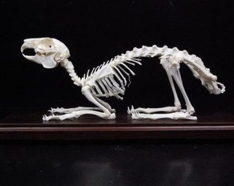 Rabbit Skeleton | Etsy