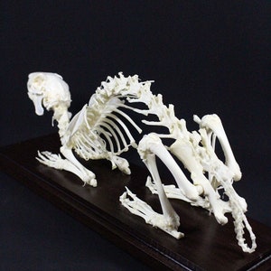 Real Rabbit Skeleton Rabbit Bone Without Case and Base - Etsy