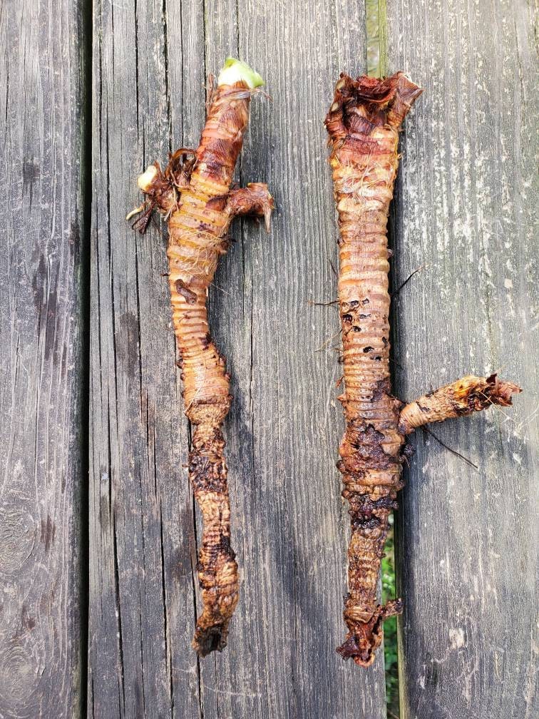 100% Authentic Genuine Southern Louisiana Whole Jezebel Root - Etsy