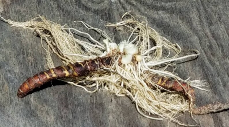 100% Authentic Genuine Southern Louisiana Whole Jezebel Root | Etsy